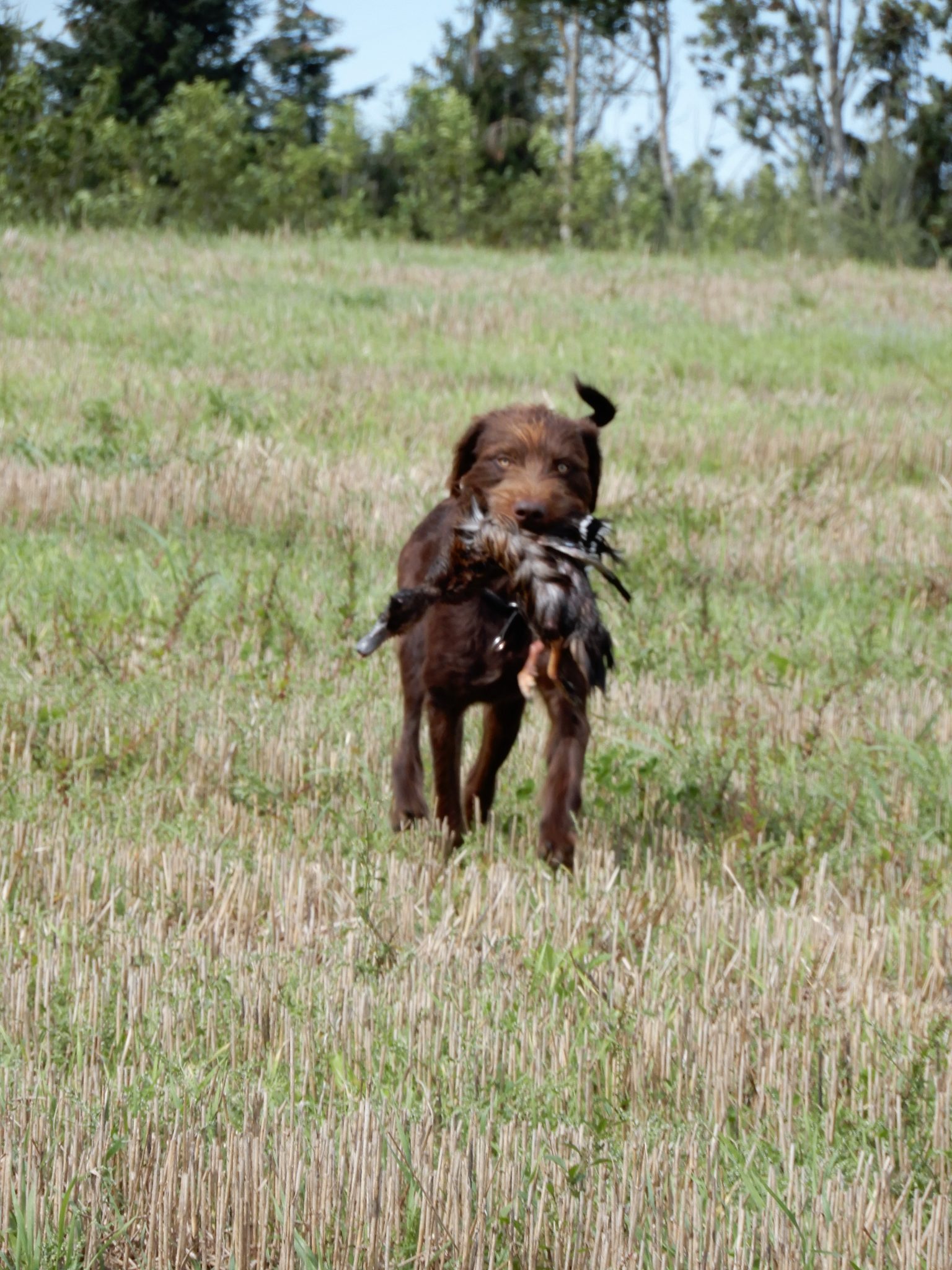 Feld- und Wasserprüfung 2020 – Pudelpointer Klub