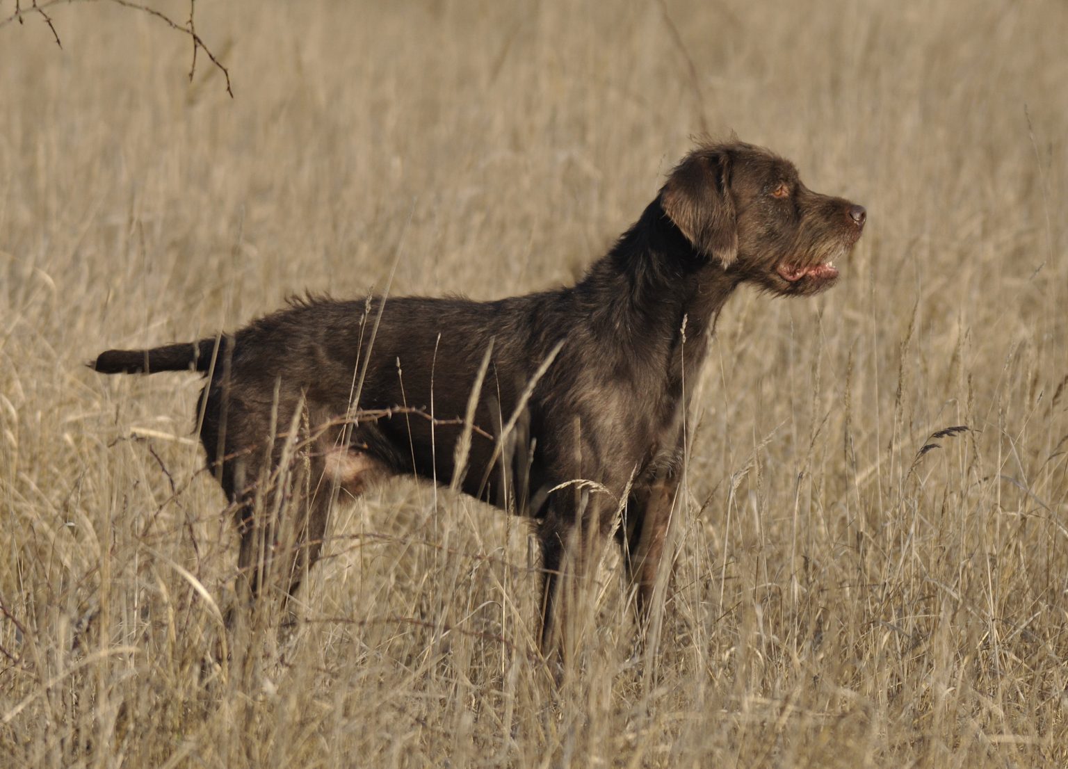Benno vom Oberland – Pudelpointer Klub