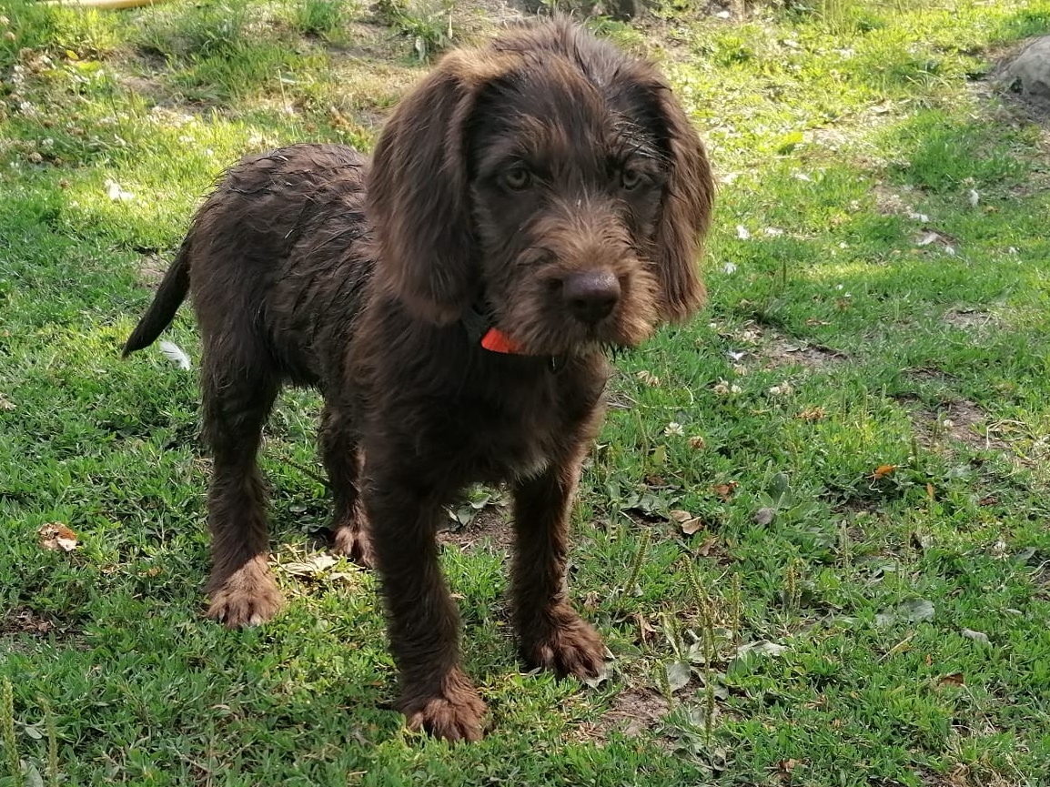 Welpen – Pudelpointer Klub