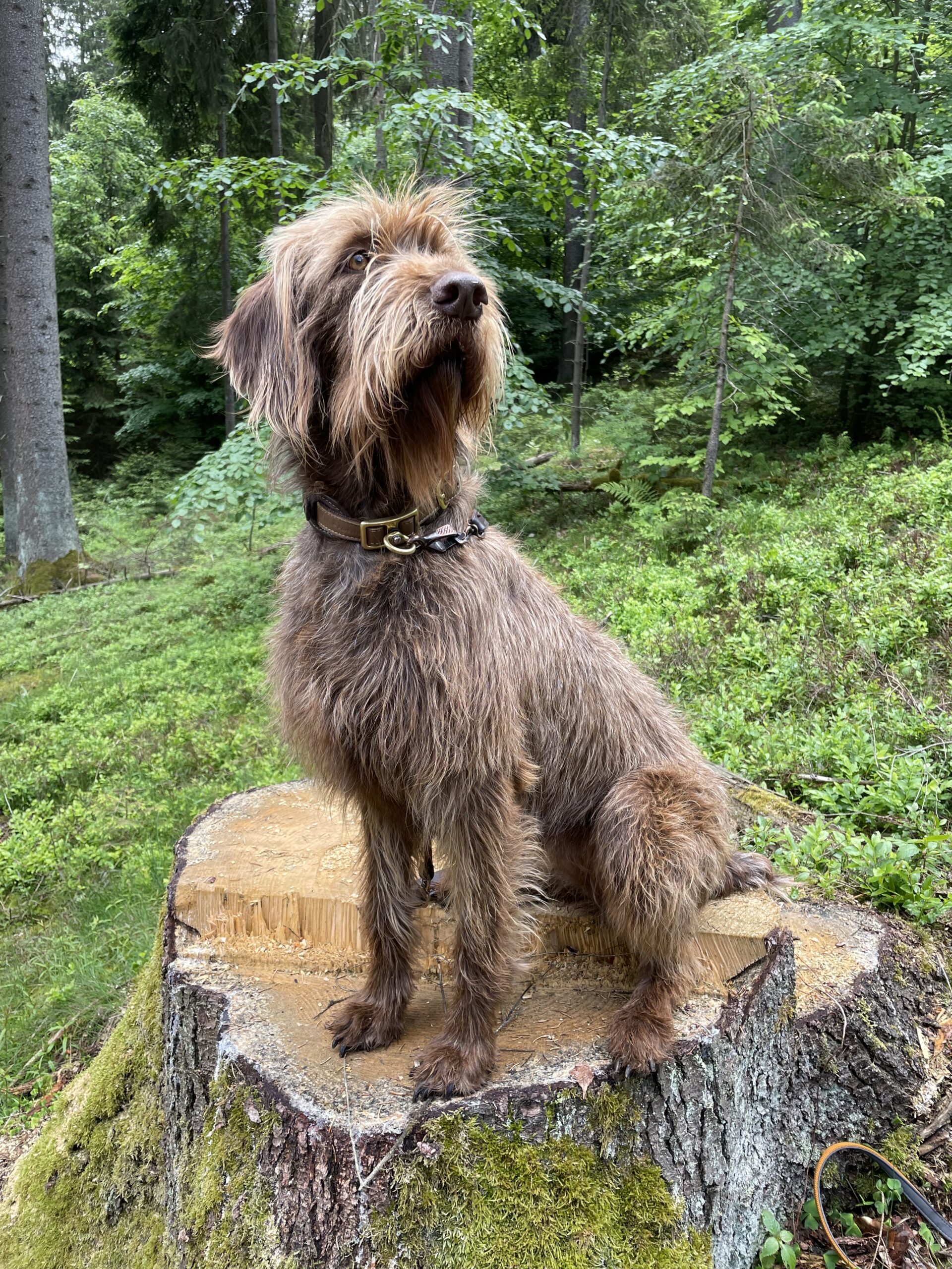 Adlerflieger´s Bernadette (Thüringen / BRD) – Pudelpointer Klub