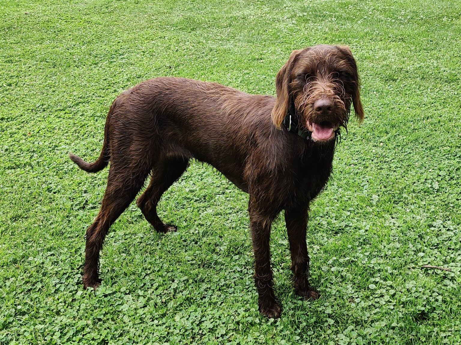 Pudelpointer in der Praxis – Pudelpointer Klub