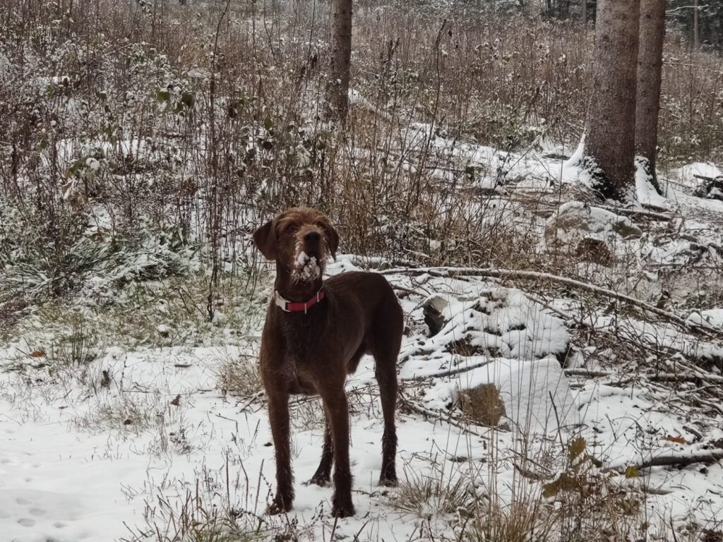 Pudelpointer Klub – Österreichischer Pudelpointer Klub