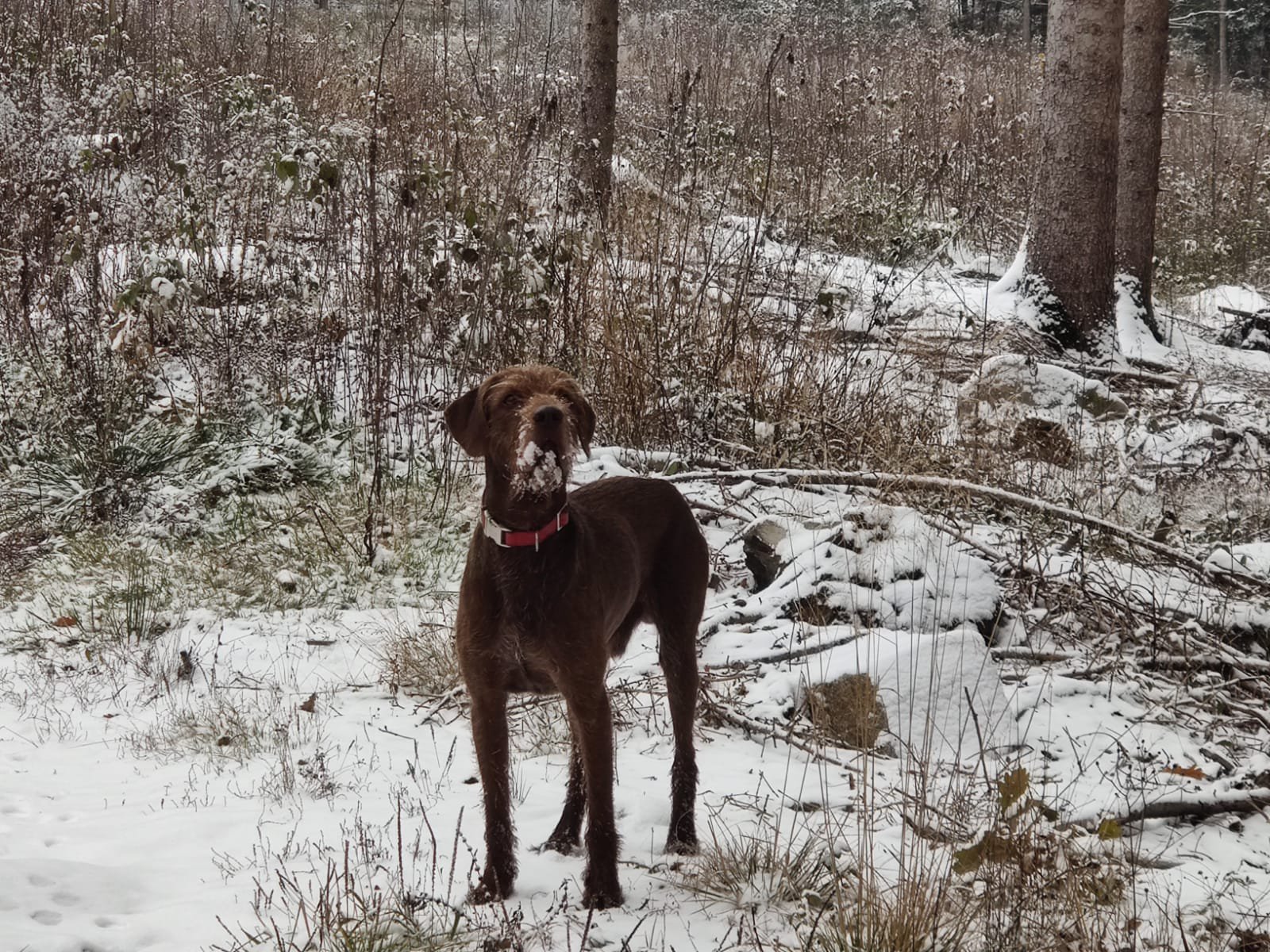 Pudelpointer Klub – Österreichischer Pudelpointer Klub