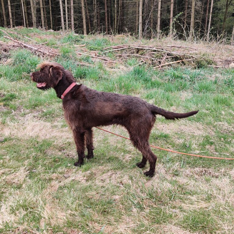 Brita vom Fiene Dännekes – Pudelpointer Klub