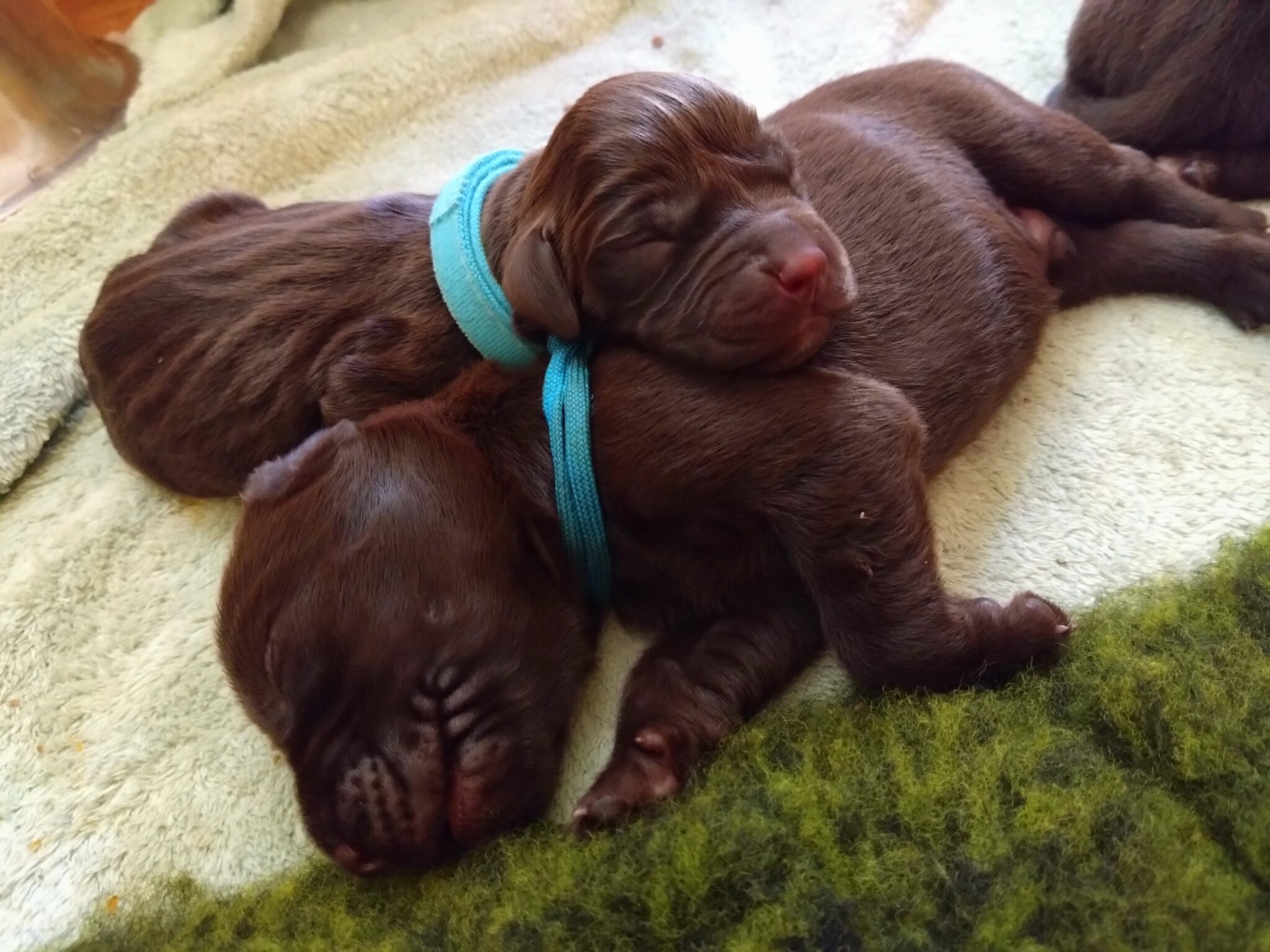 Welpen – Pudelpointer Klub