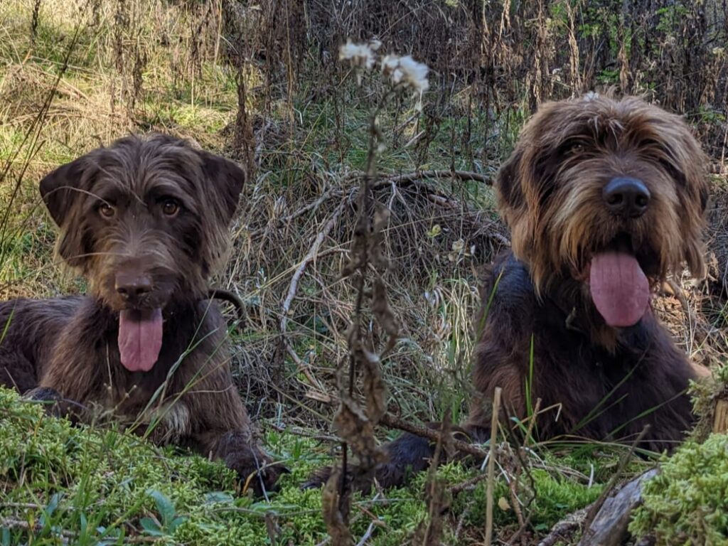 Welpen – Pudelpointer Klub